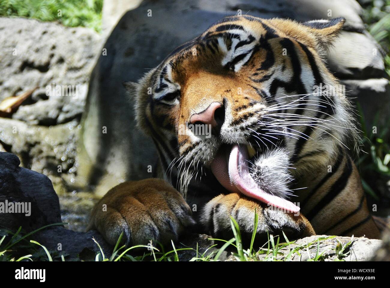 Tiger feet hi-res stock photography and images - Alamy
