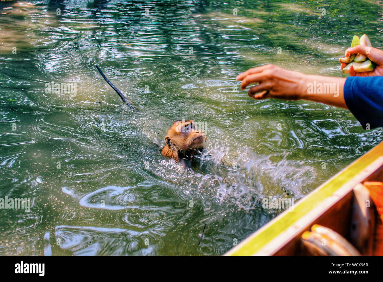 Swimming Monkey High Resolution Stock Photography and Images - Alamy