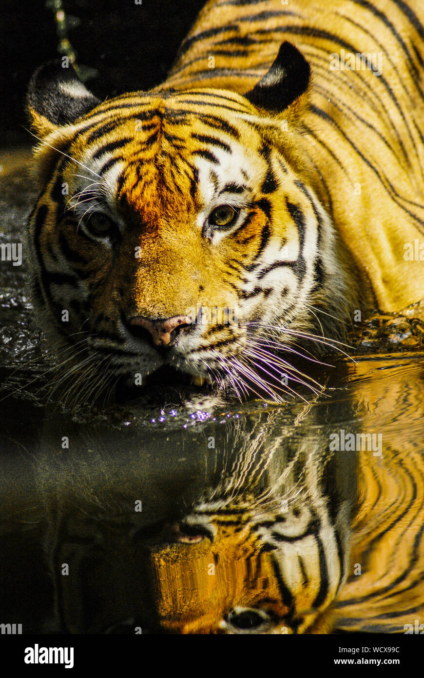 Malayan tiger swimming hi-res stock photography and images - Alamy
