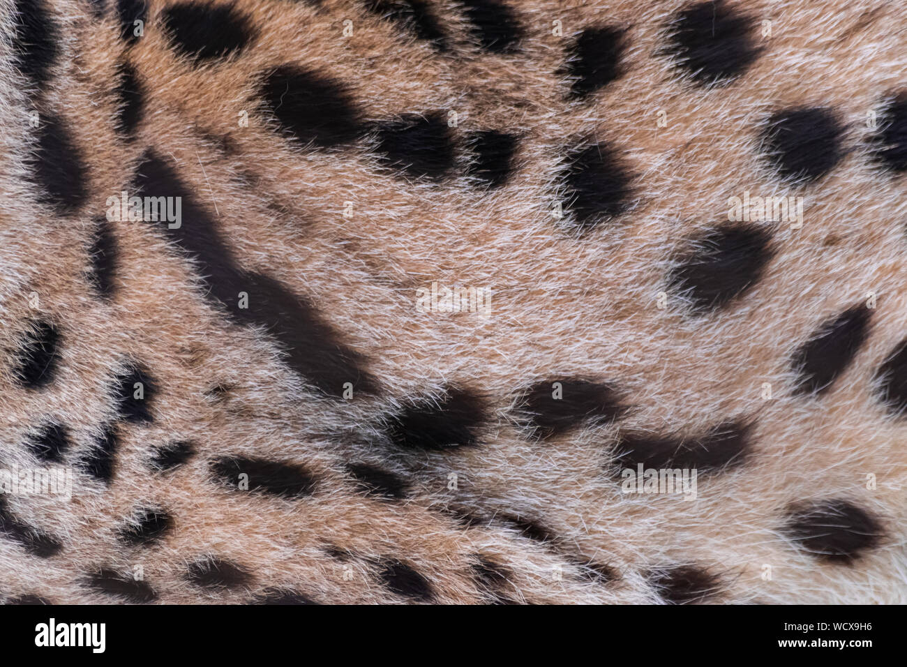 Serval cat skin hi-res stock photography and images - Alamy