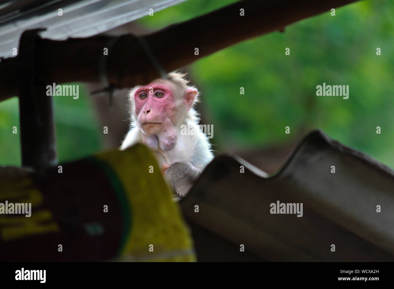 Monkey on the roof hi-res stock photography and images - Alamy