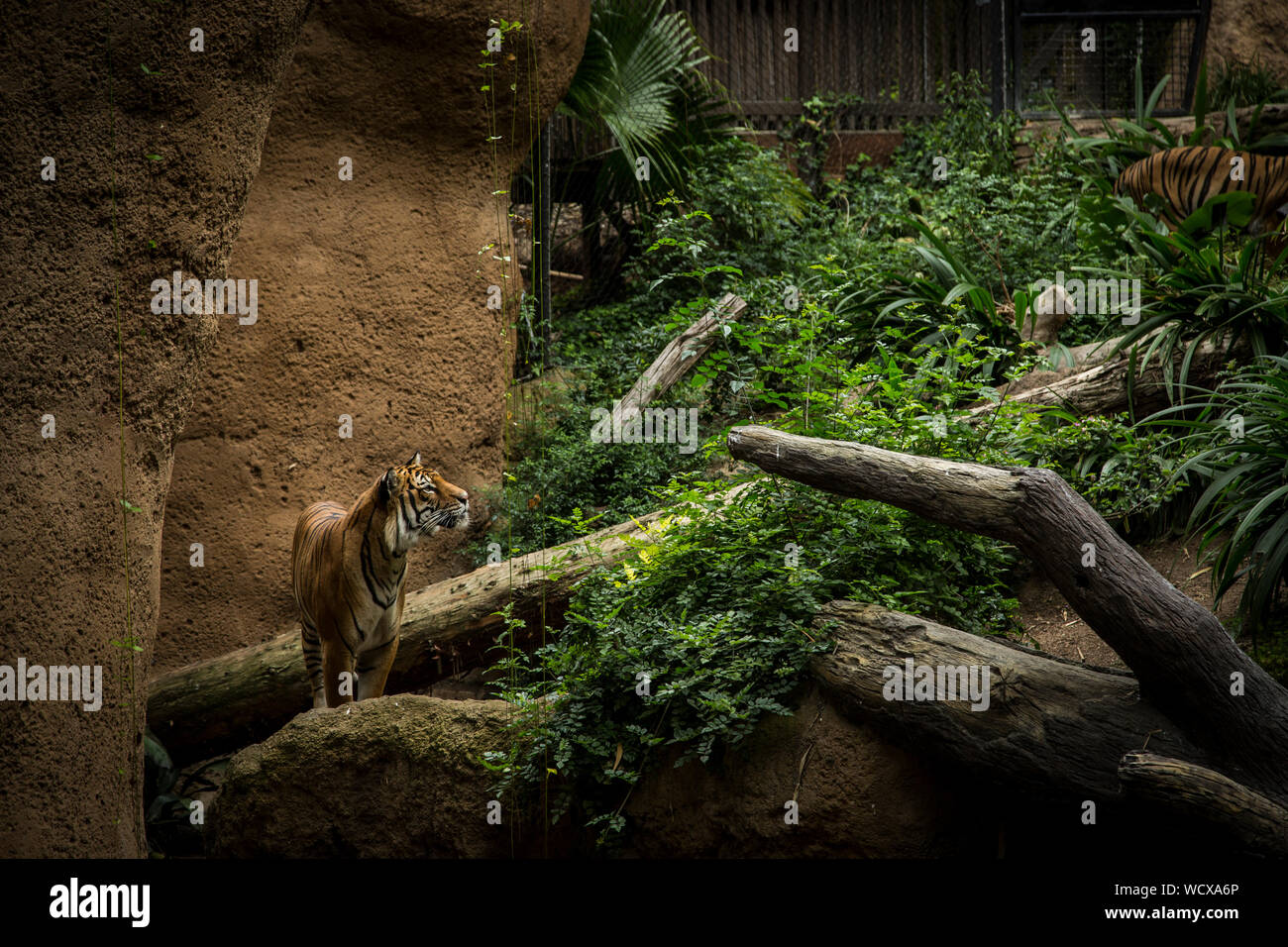 san diego california united states tiger looks up in enclosure habitat ...