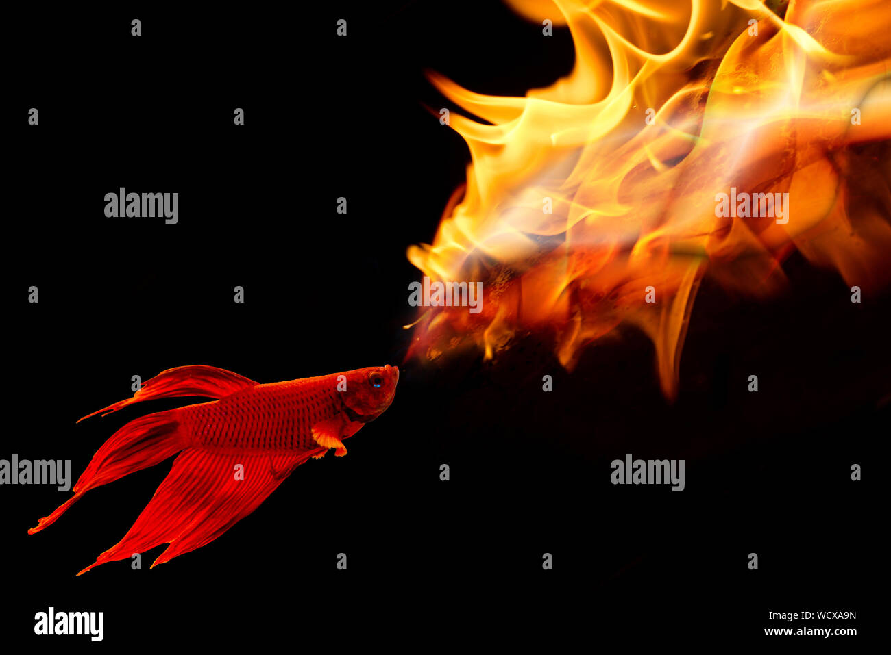 Red fire fish hi-res stock photography and images - Alamy