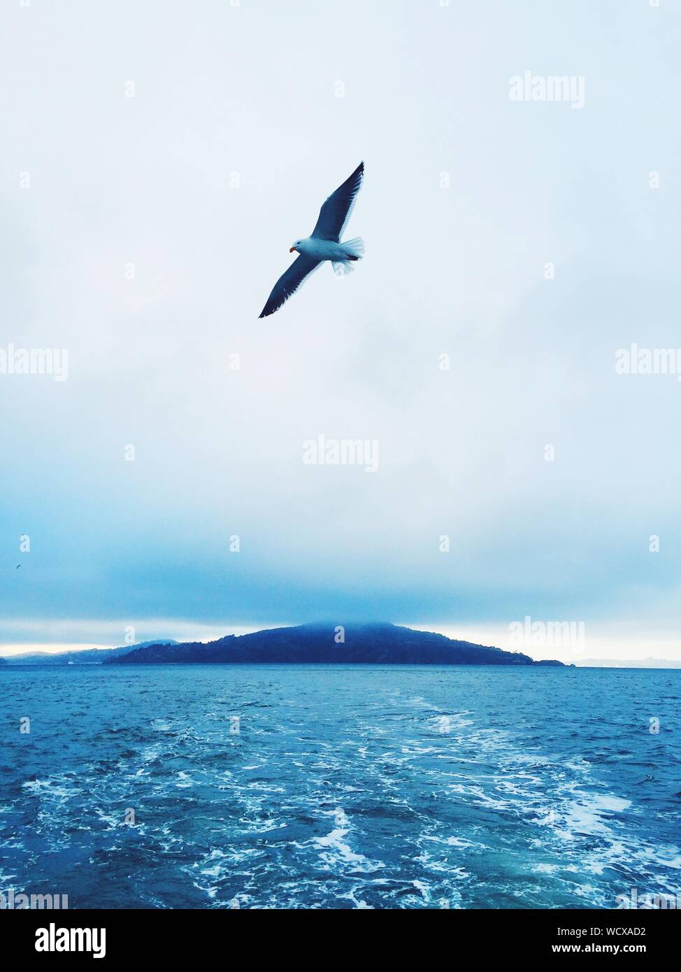 Seagull above hi-res stock photography and images - Alamy