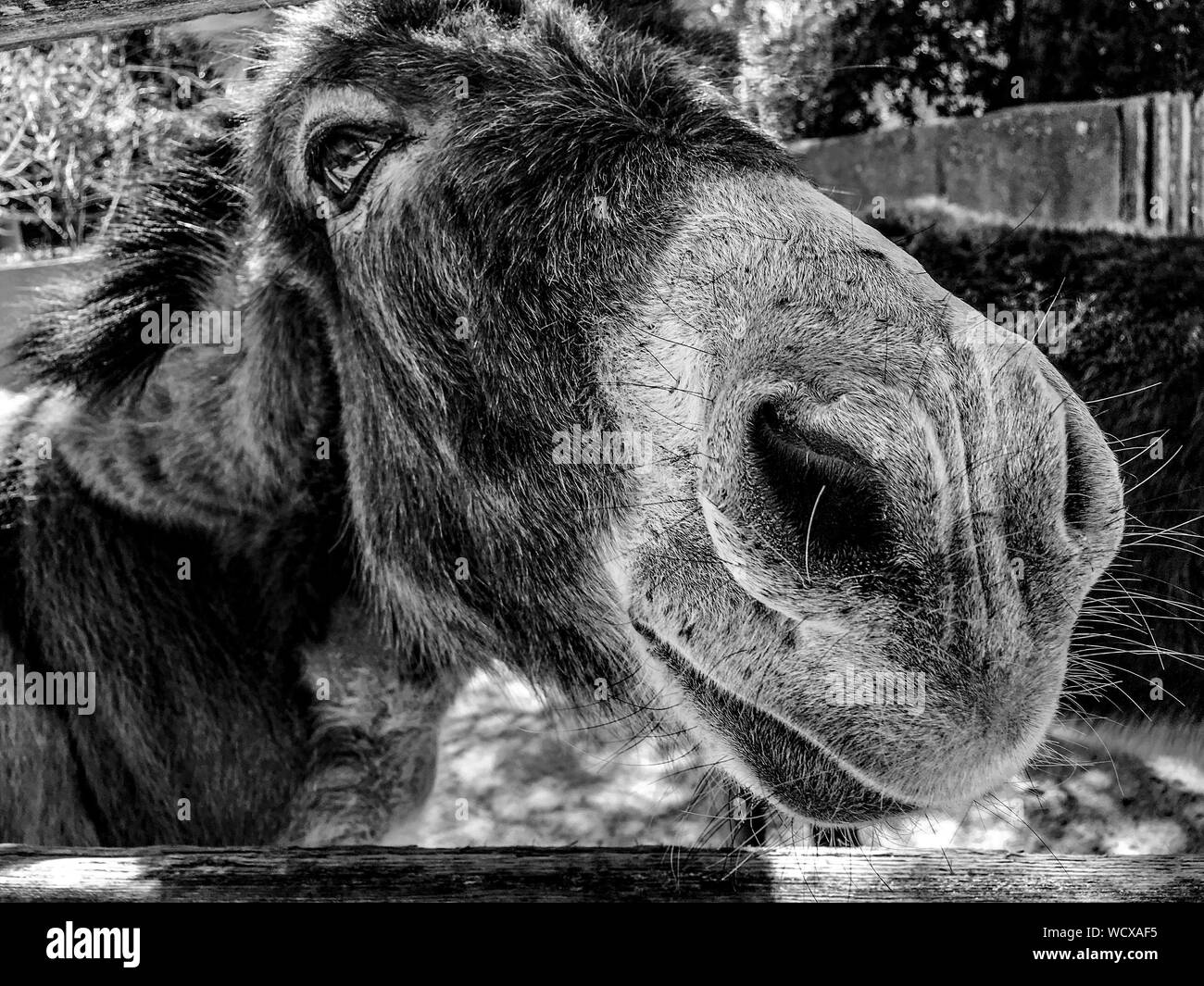 Close up of a donkey hi-res stock photography and images - Alamy