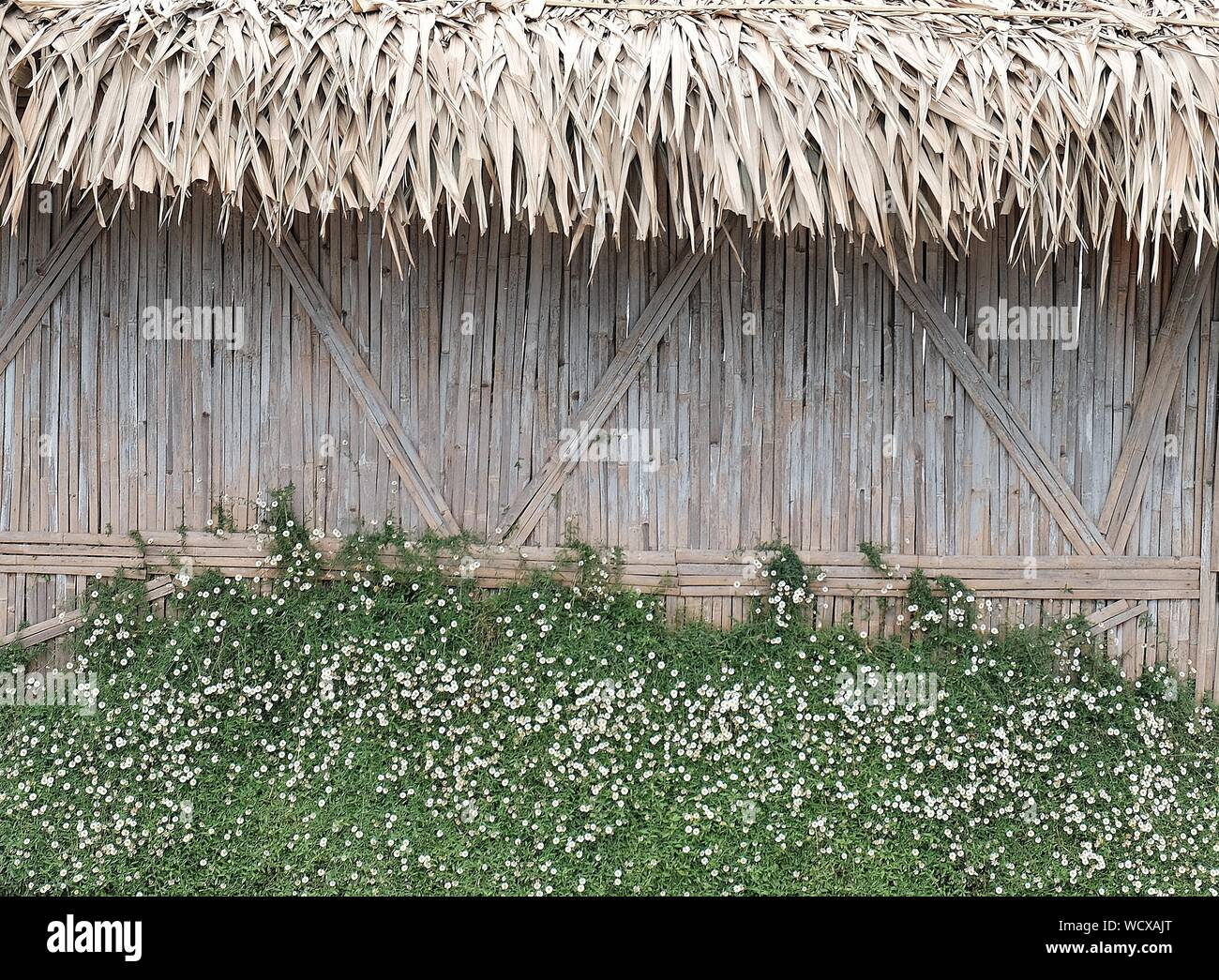 Plants Growing On The Ground Stock Photo - Alamy