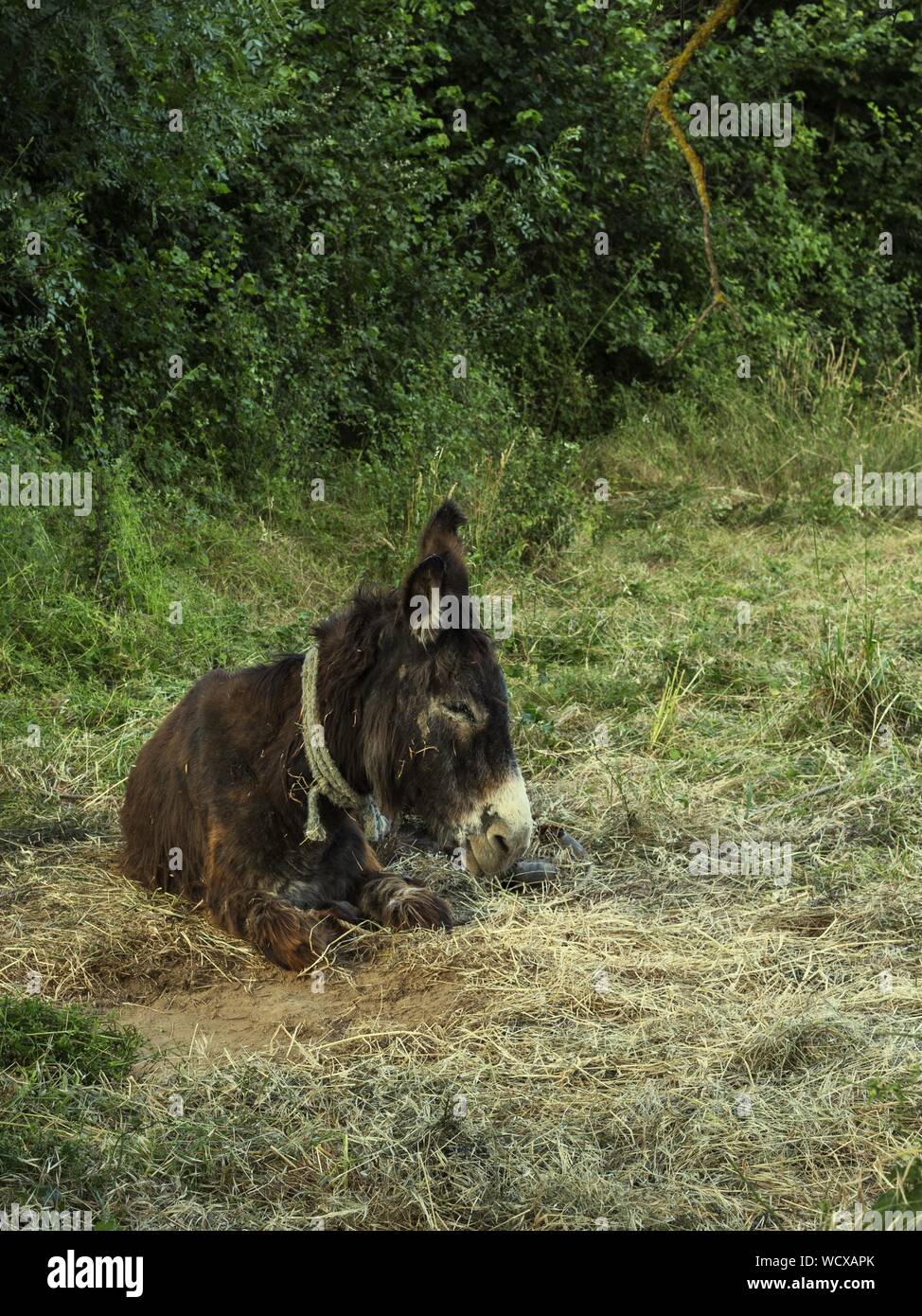 Donkey sitting hi-res stock photography and images - Alamy