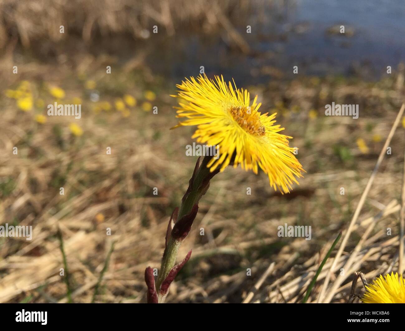 Yellow thistle hi-res stock photography and images - Alamy
