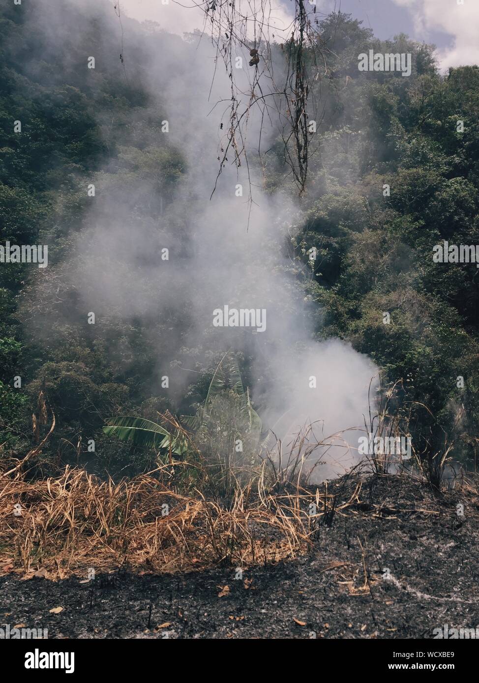 Trees in smoke hi-res stock photography and images - Alamy