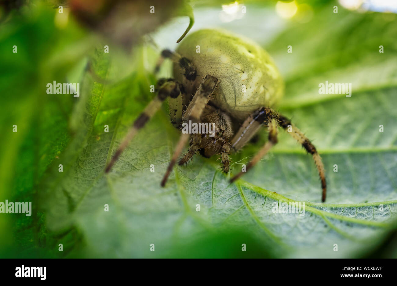Extreme macro shot of spider in the nature. Big spider on leaf Stock ...