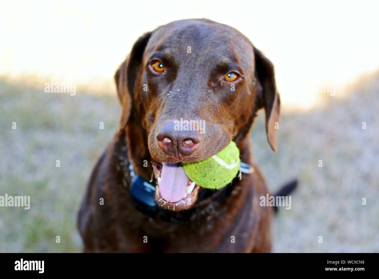 Mouth chocolate hi-res stock photography and images - Alamy