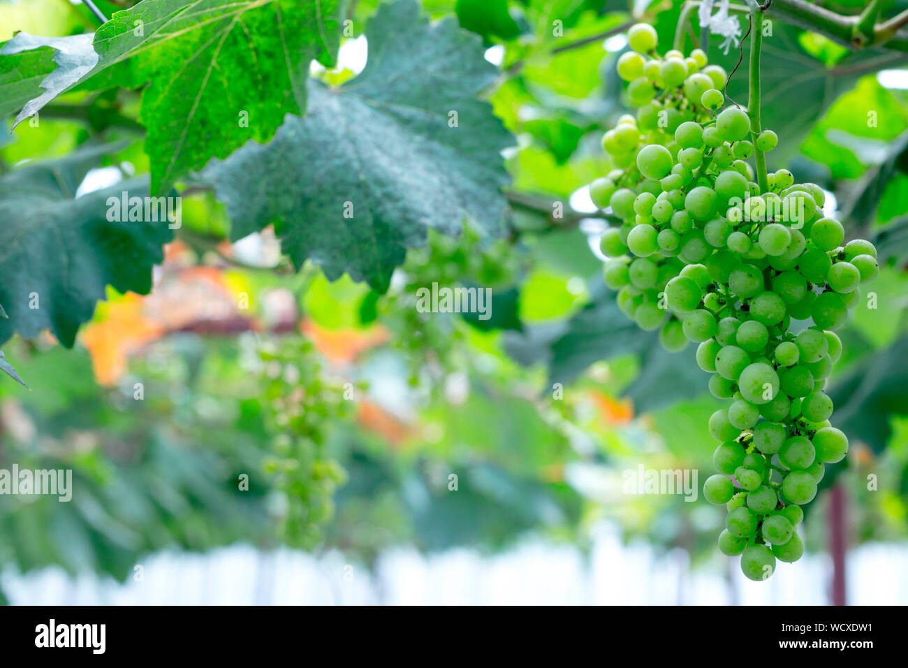 Grapes growing hi-res stock photography and images - Alamy