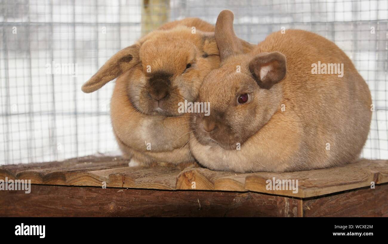 Rabbits sitting hi-res stock photography and images - Alamy