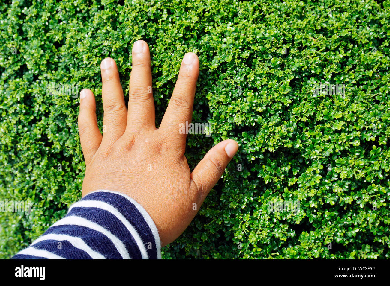 Person outdoors plants touching hi-res stock photography and images - Alamy