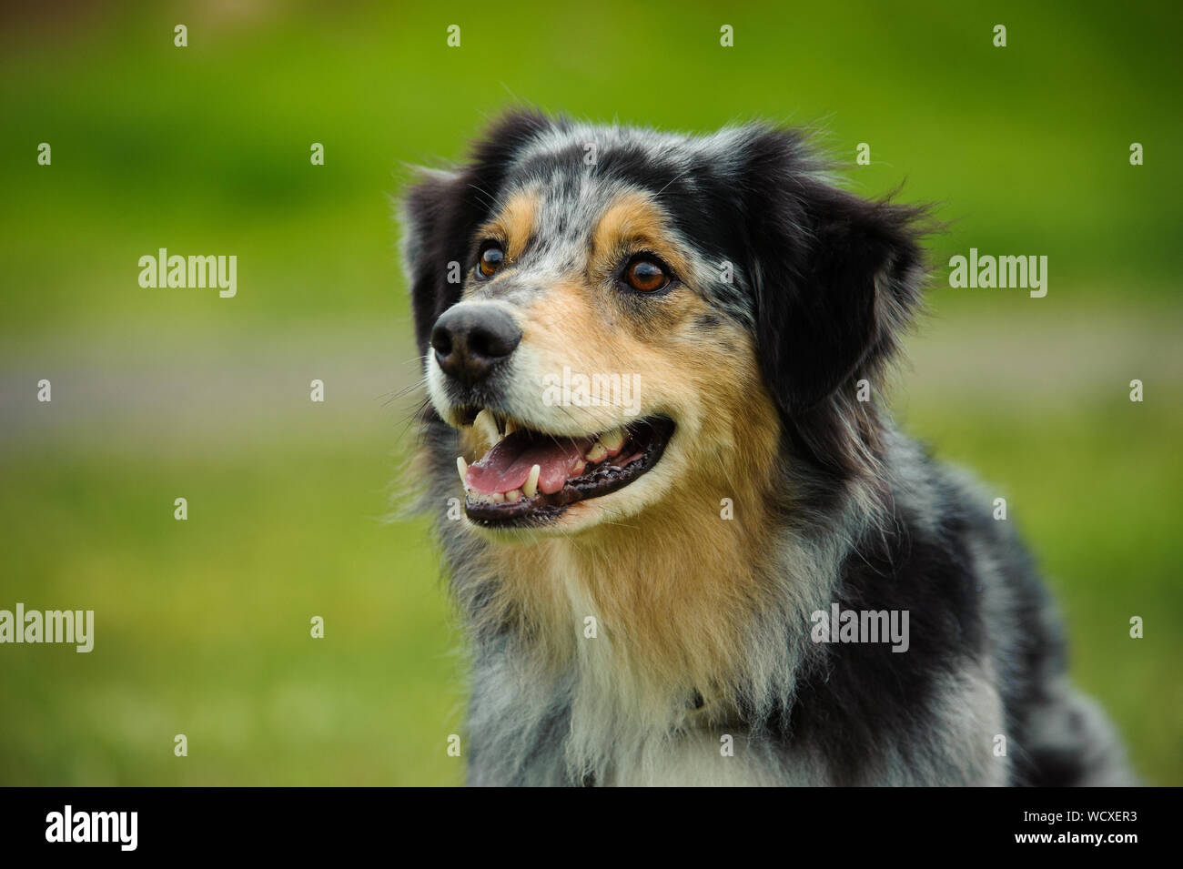 Hunting dog hi-res stock photography and images - Alamy