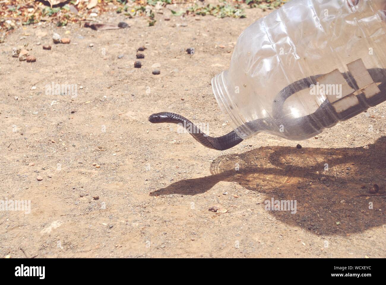 Plastic snake hi-res stock photography and images - Alamy