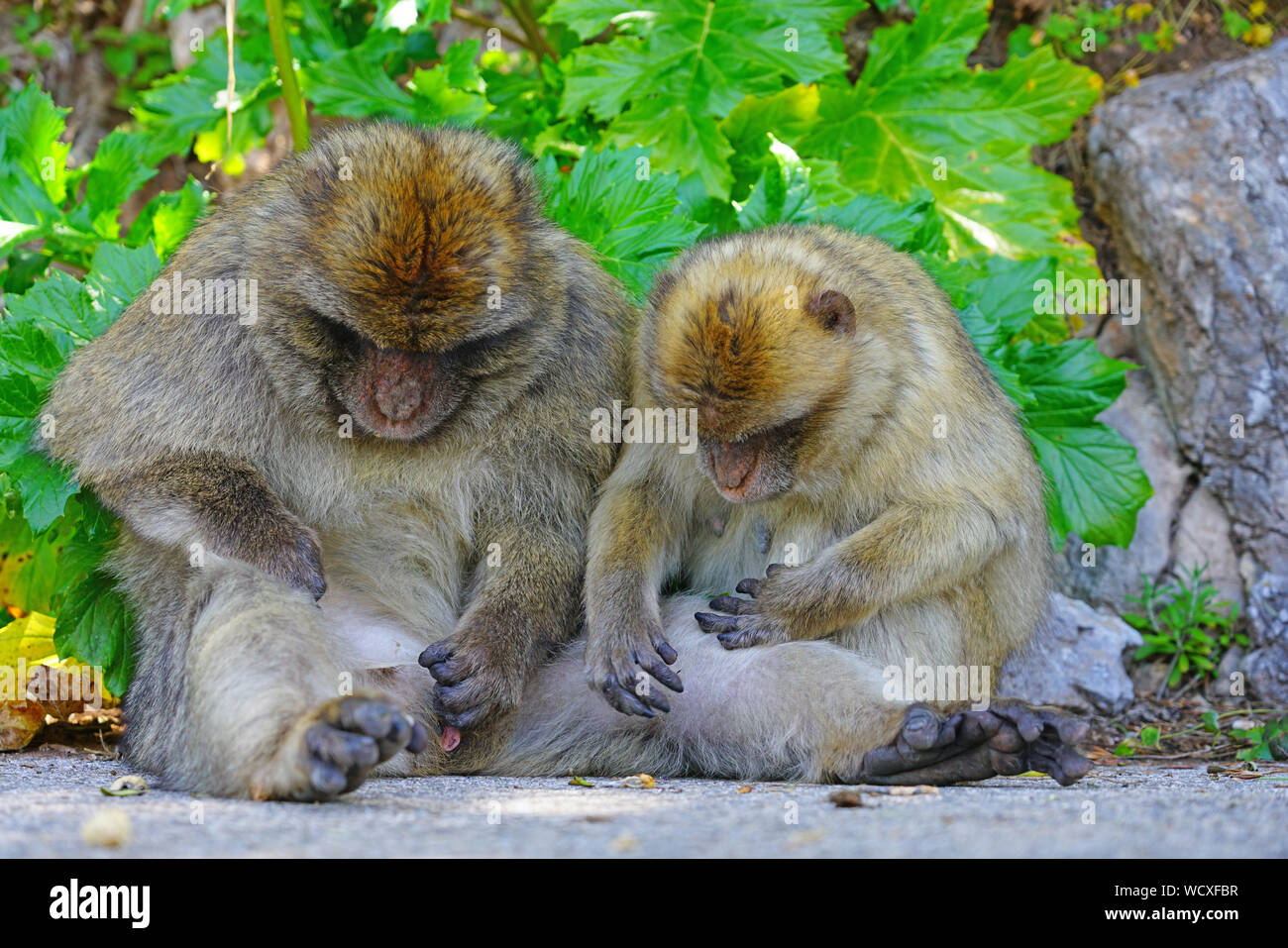 Two monkeys groom each other hi-res stock photography and images - Alamy