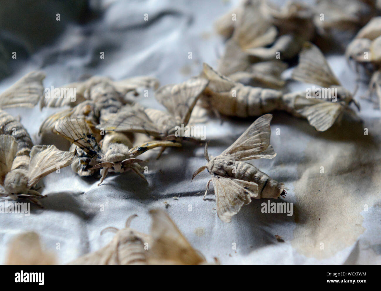 Silk moths hi-res stock photography and images - Alamy