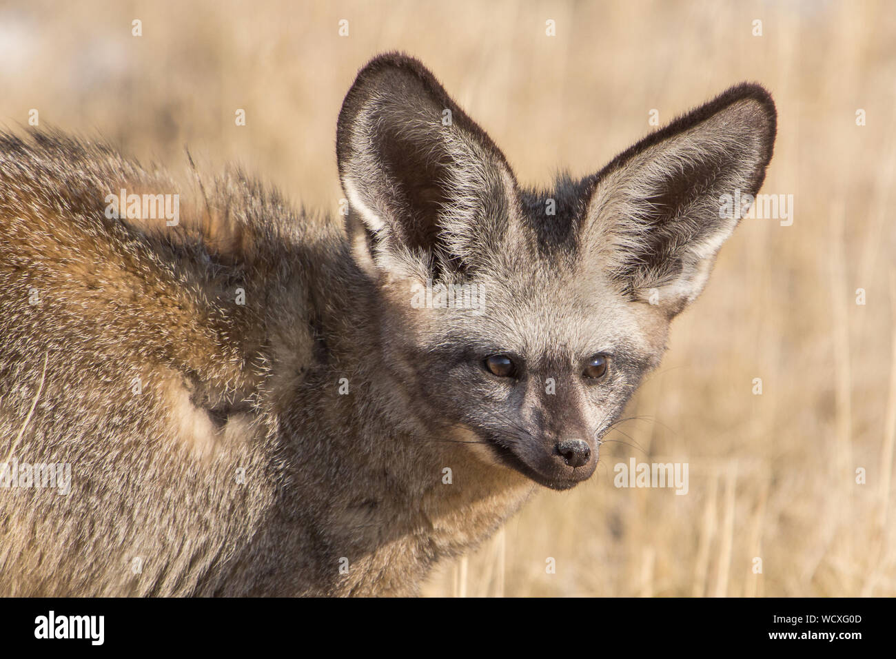 The desert fox hi-res stock photography and images - Alamy