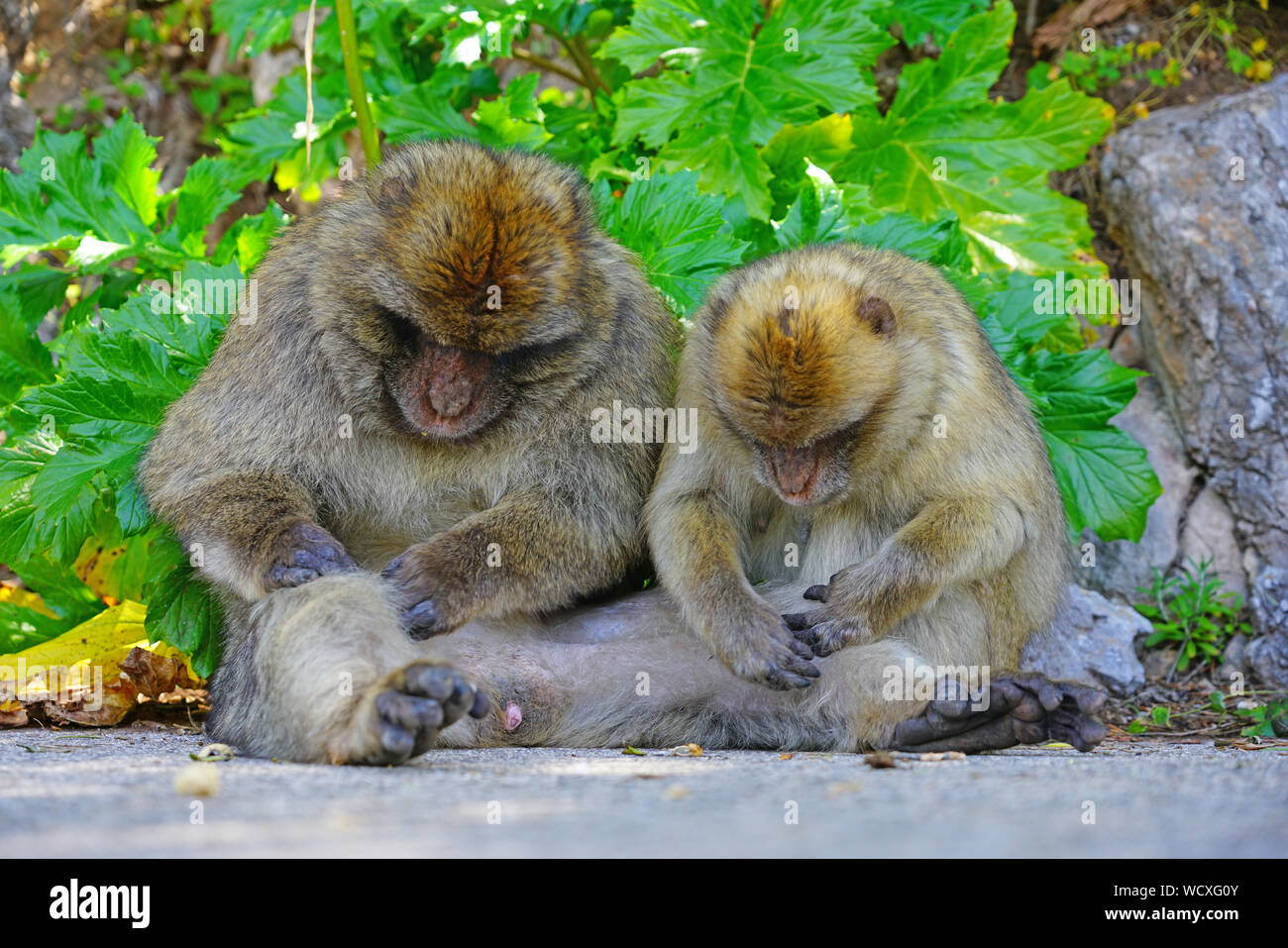 View of two wild Barbary Macaque monkeys grooming each other at the top ...