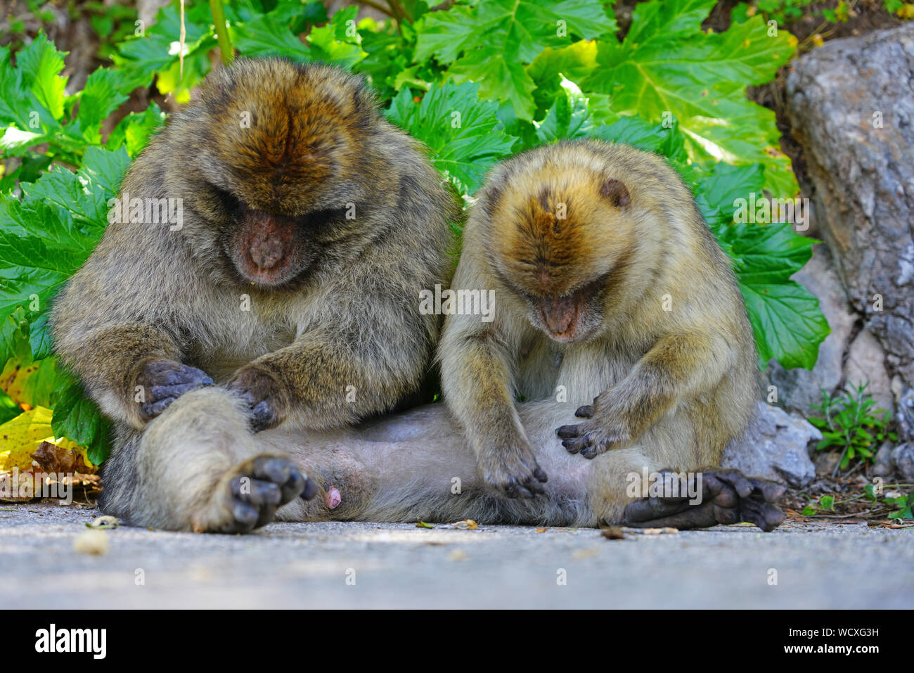 View of two wild Barbary Macaque monkeys grooming each other at the top ...