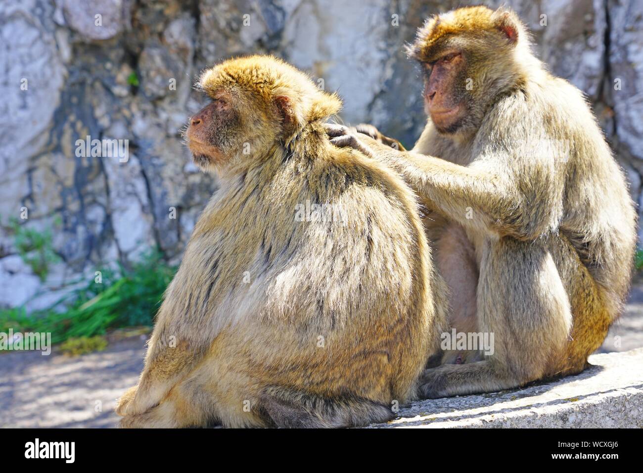 View of two wild Barbary Macaque monkeys grooming each other at the top ...
