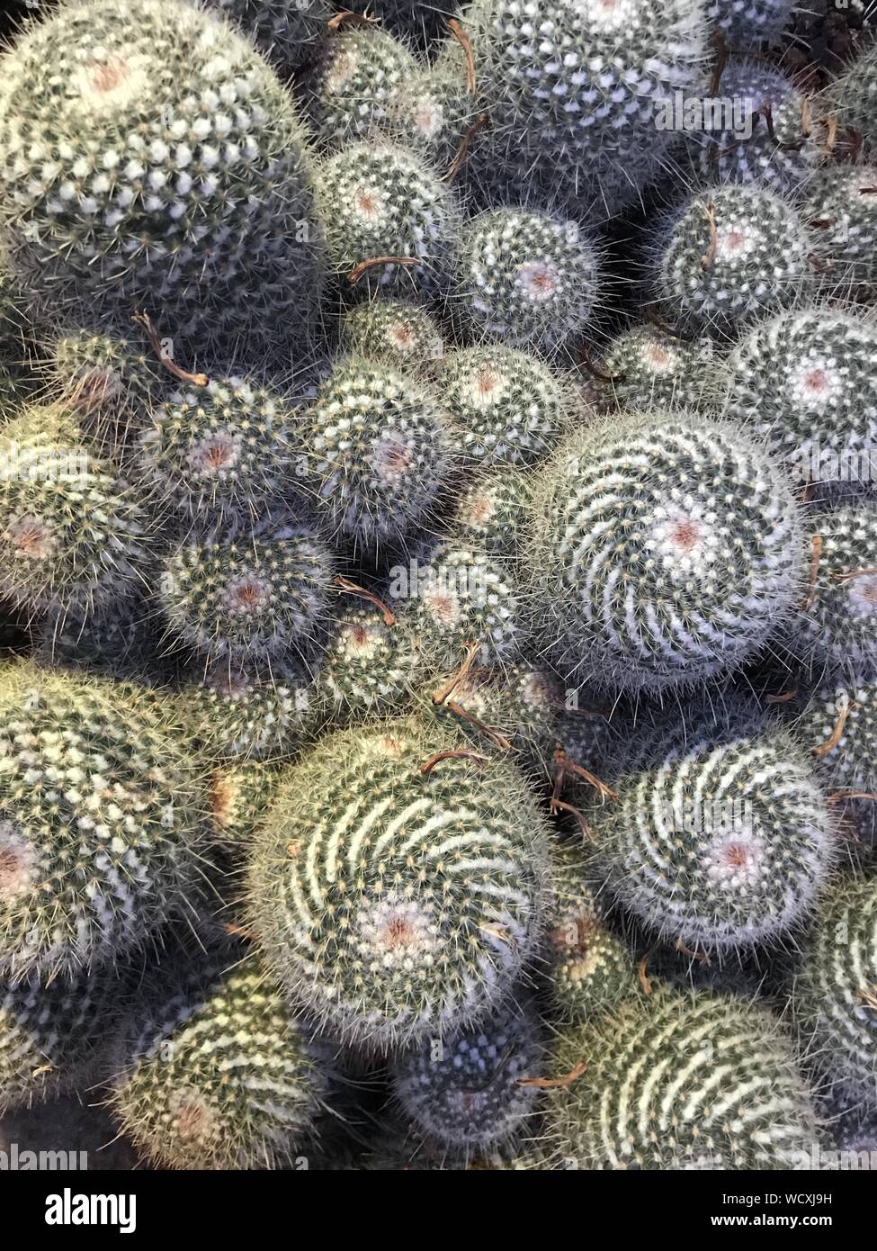 Vertical closeup shot of numerous round green cacti Stock Photo - Alamy