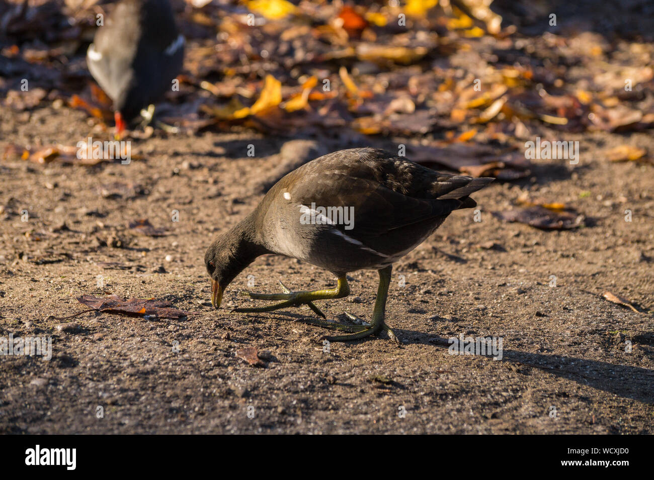 Pecking Bird High Resolution Stock Photography and Images - Alamy