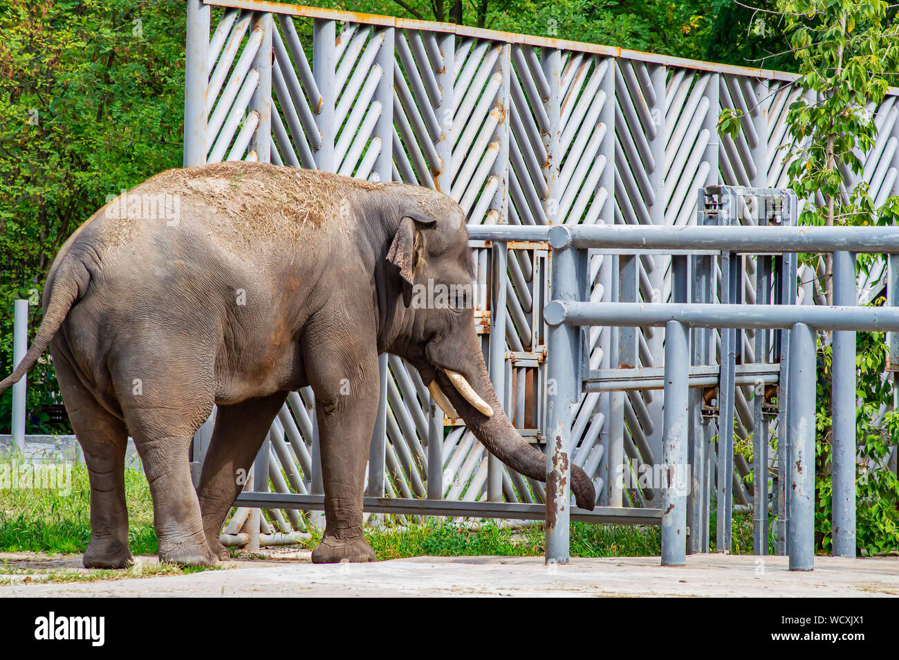 Big Elephant In The World
