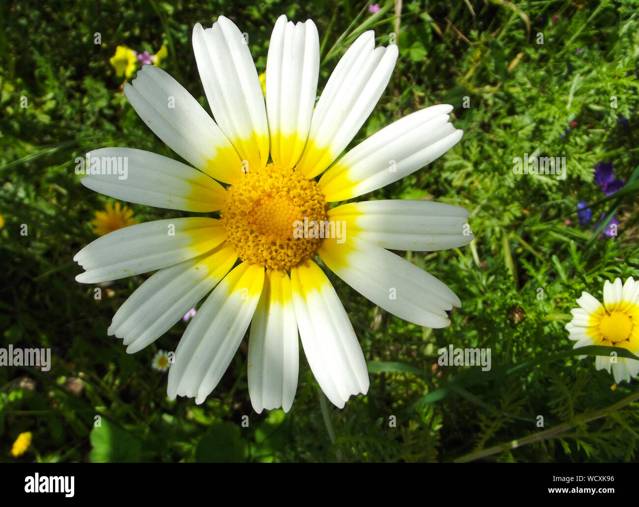 Big daisy hi-res stock photography and images - Alamy