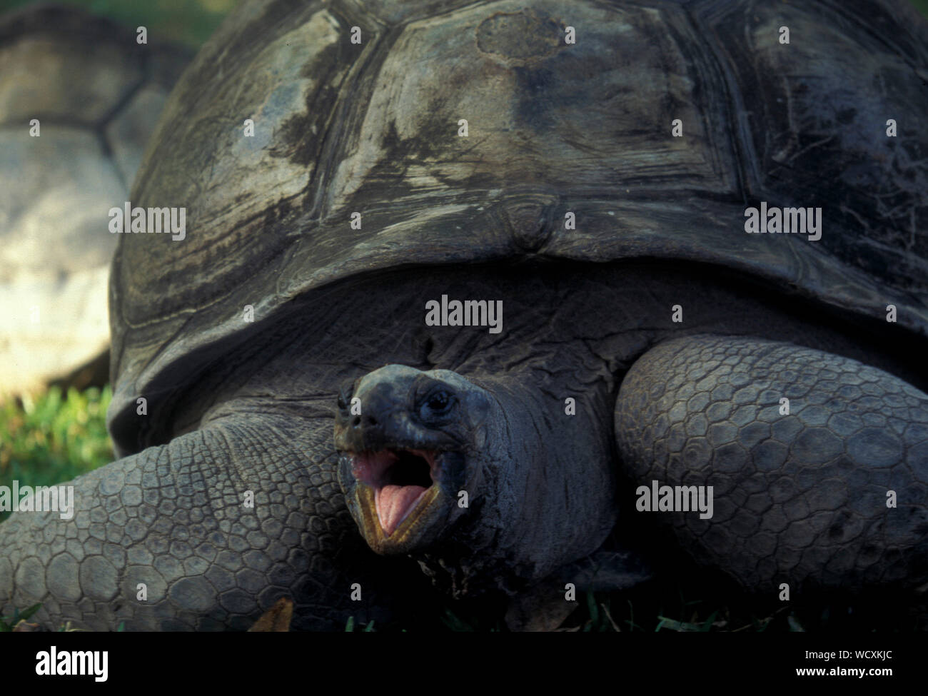 Tortoise Mouth Open High Resolution Stock Photography and Images - Alamy