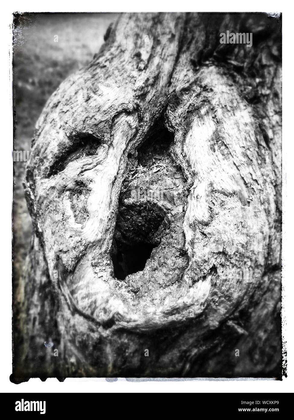 Hole in tree bark Cut Out Stock Images & Pictures - Alamy