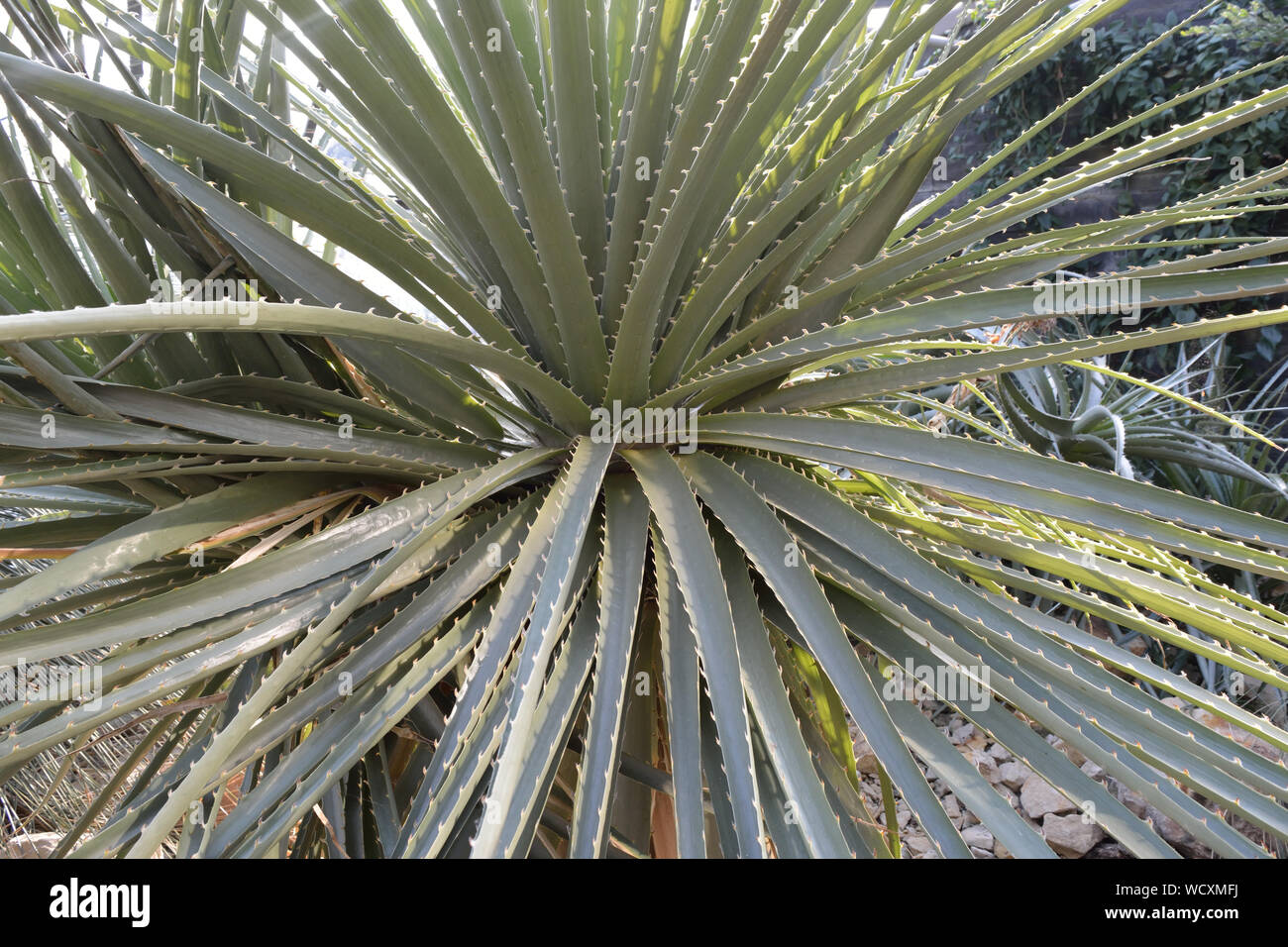 Spiky leaf plants hi-res stock photography and images - Alamy