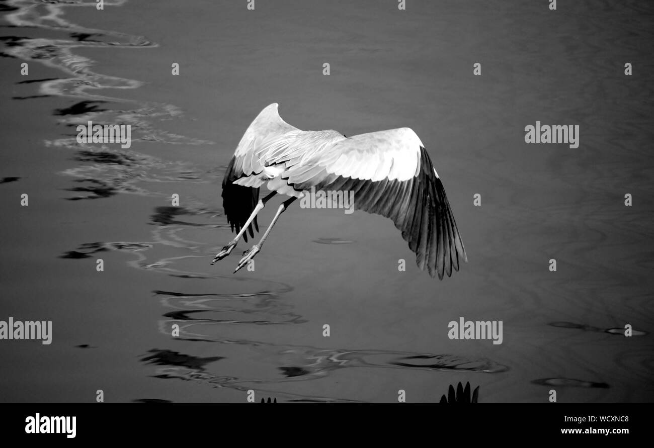 Heron Rear View High Resolution Stock Photography and Images - Alamy