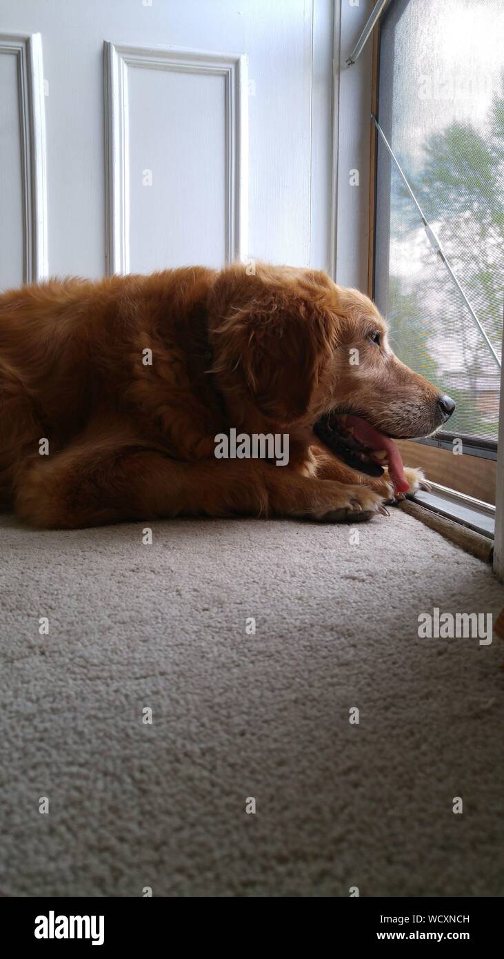 Dog close door hi-res stock photography and images - Alamy