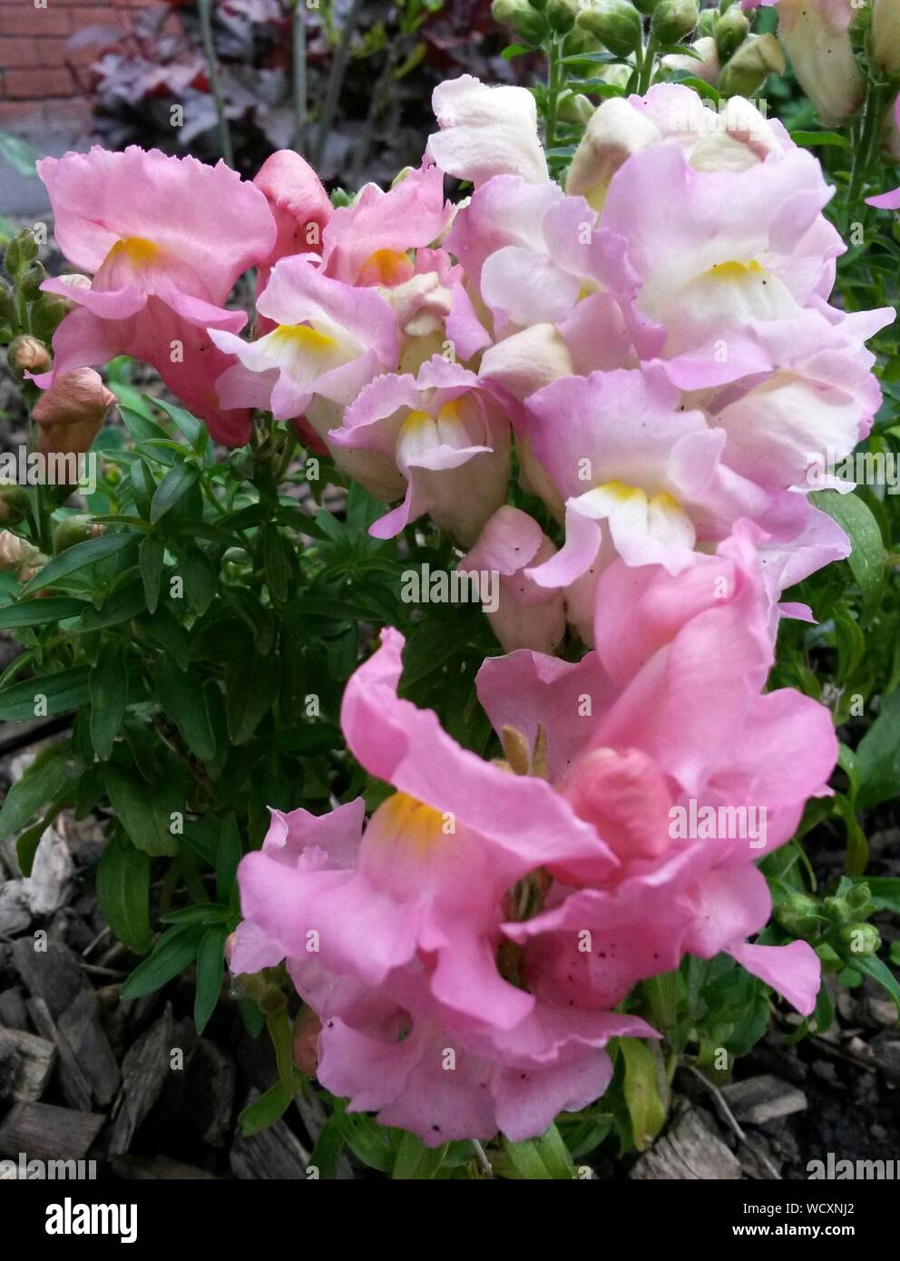Very Pale Pink Flowers High Resolution Stock Photography and Images - Alamy