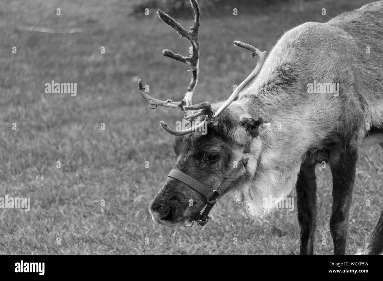 Reindeer Black and White Stock Photos & Images - Alamy