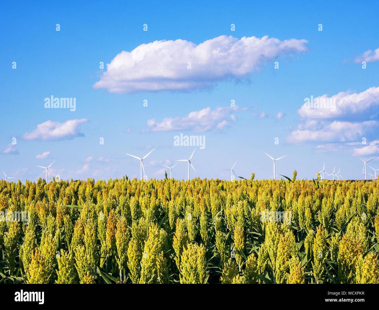 Milo crop hi-res stock photography and images - Alamy