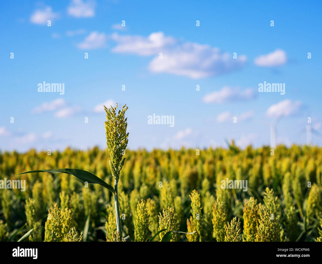 Milo crop hi-res stock photography and images - Alamy