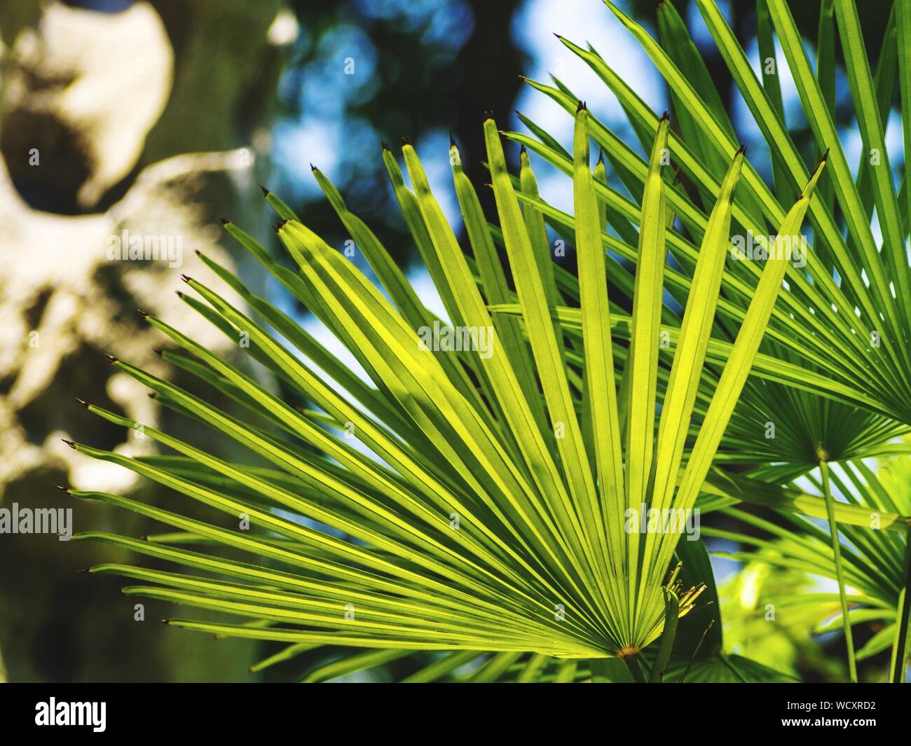 Fan Shape Leaves High Resolution Stock Photography and Images - Alamy