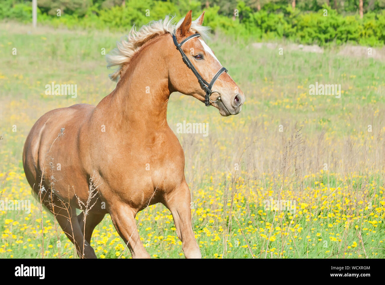 Brown Horse Running Field High Resolution Stock Photography and Images ...