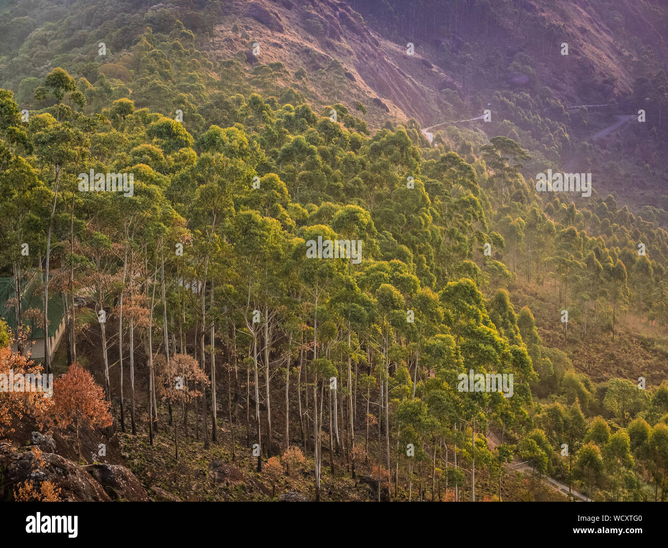 Hillside trees at sunrise near Munnar, Idukki District, Kerala, India ...