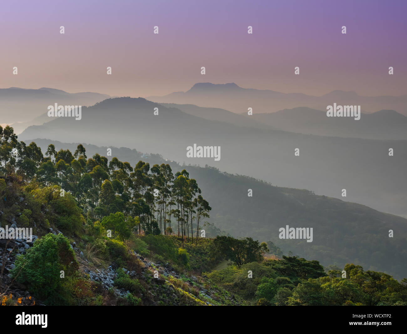 Munnar, Idukki District, Kerala, India, Asia Stock Photo - Alamy