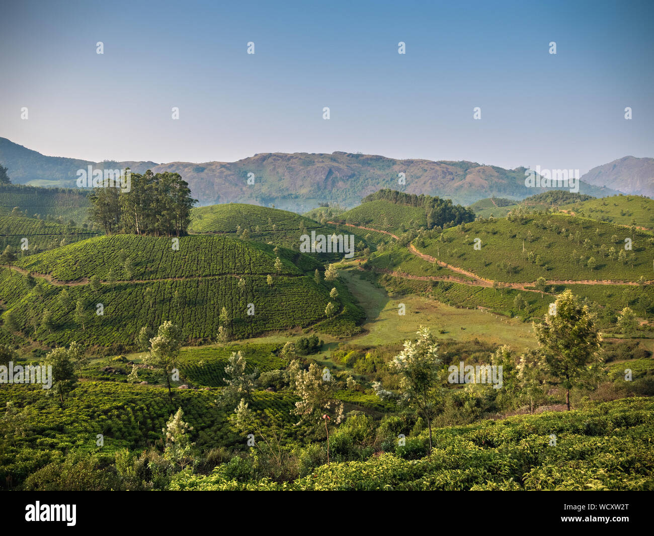 Tea Plantation near Munnar, Idukki District, Kerala, India, Asia Stock ...