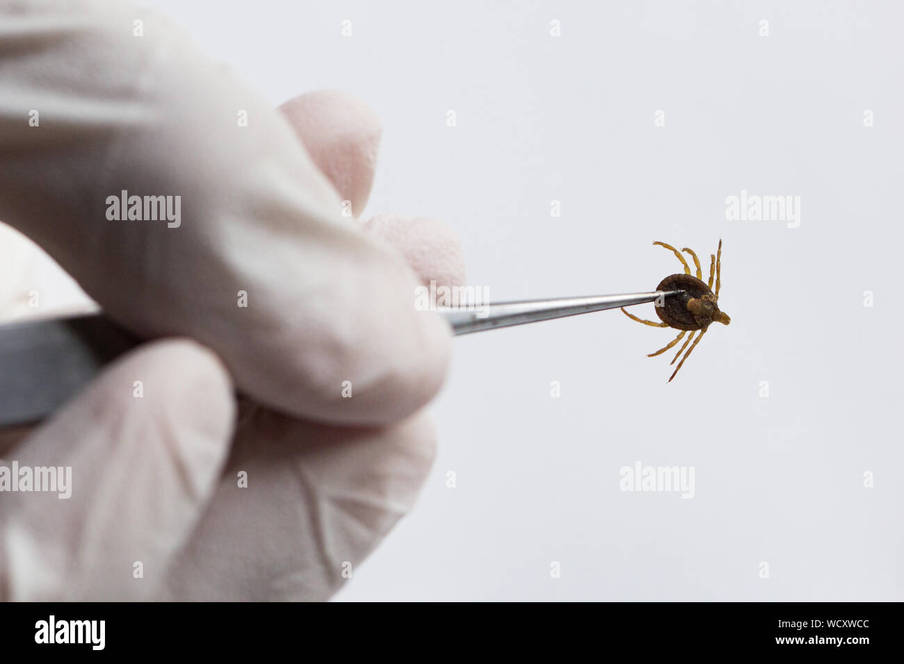 Tick louse hi-res stock photography and images - Alamy