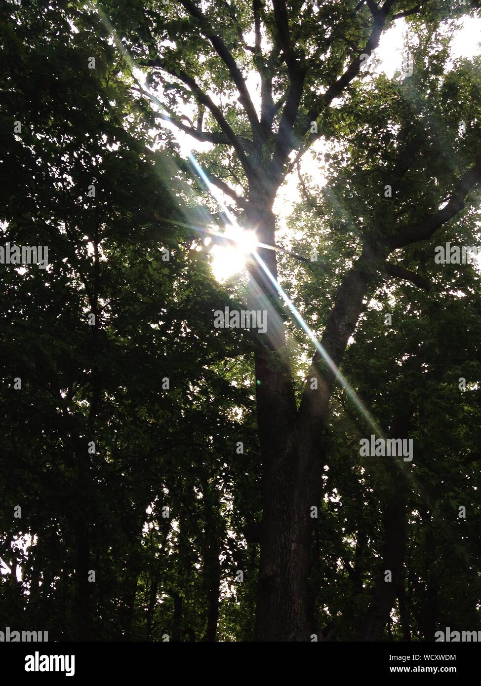 Tree with sun rays hi-res stock photography and images - Alamy