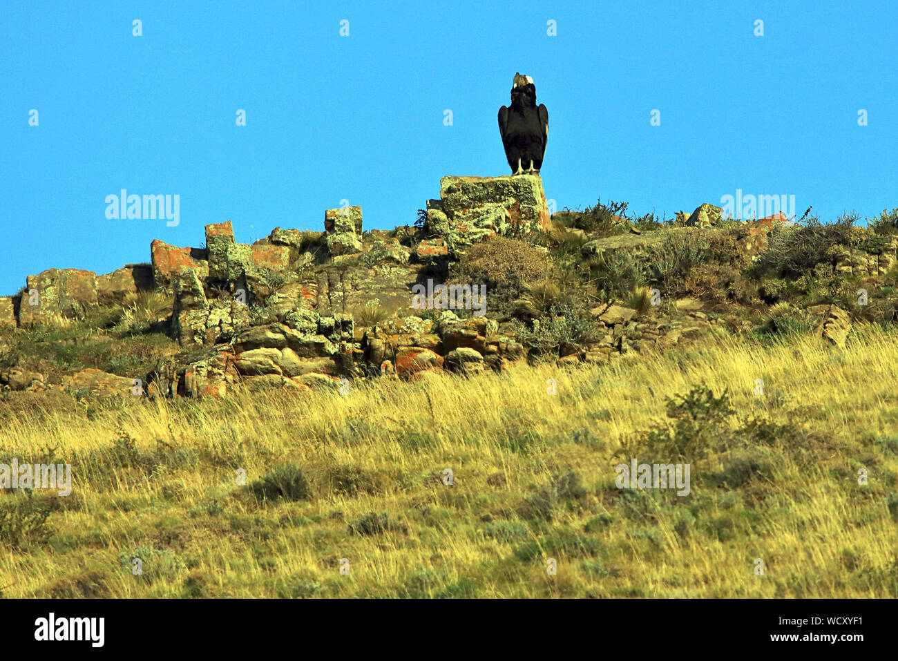 Andean condor chile hi-res stock photography and images - Alamy
