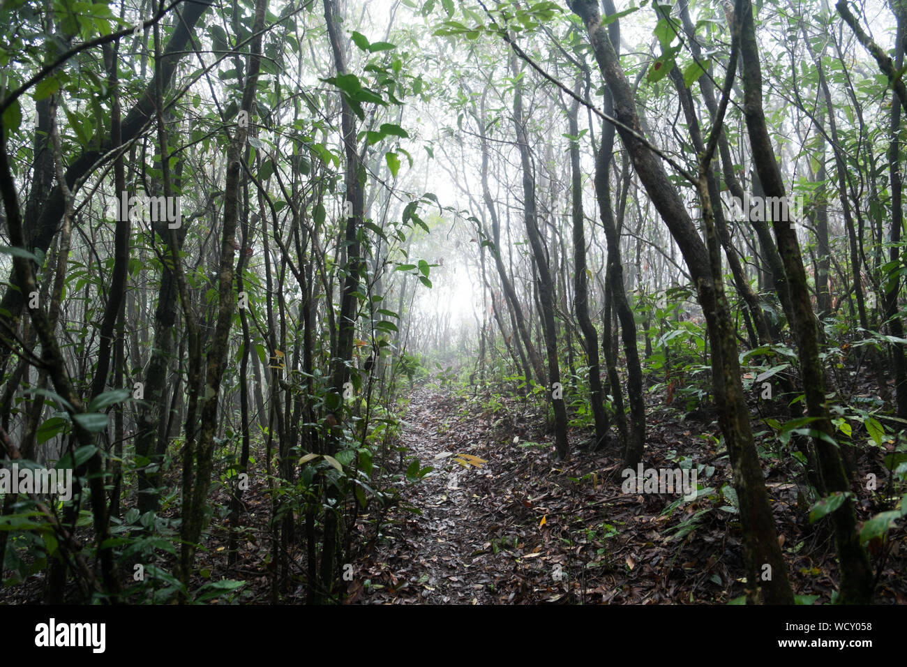 Trees wet woodland hi-res stock photography and images - Alamy