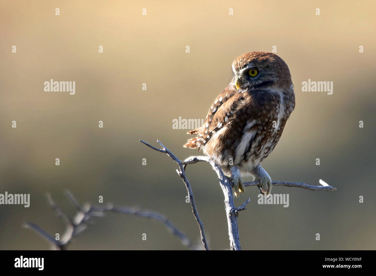 Austral pygmy owl glaucidium hi-res stock photography and images - Alamy