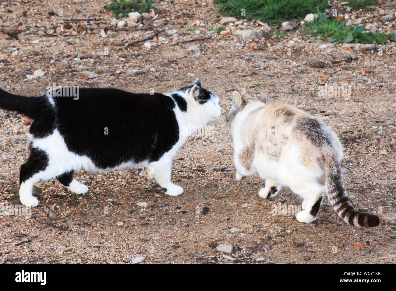Two black white cats walking hi-res stock photography and images - Alamy